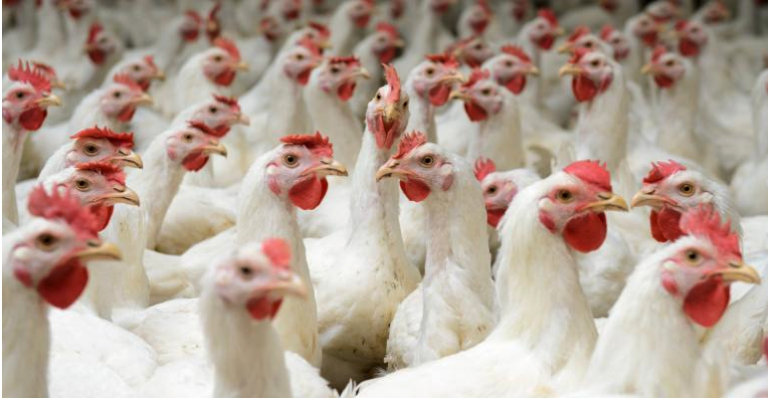 A Quick Guide to Poultry Carcass Condemnation - DeLong’s Gizzards ...